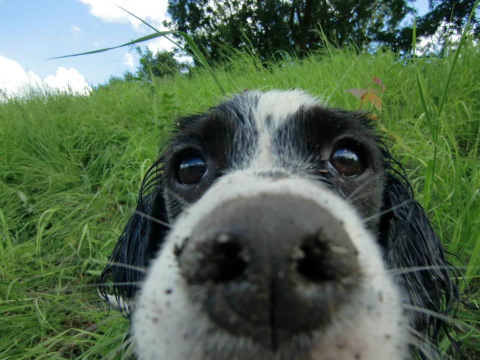 Knnen Hunde Hhen Einschtzen